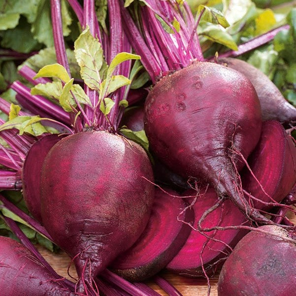 BIO Rote Rübe Detroit 2 - Beliebte Bewährte Bio Sorte – PremiumSeeds